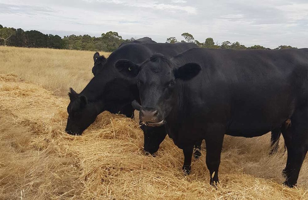 Routine Famr Visits - Compass Veterinary Livestock Services